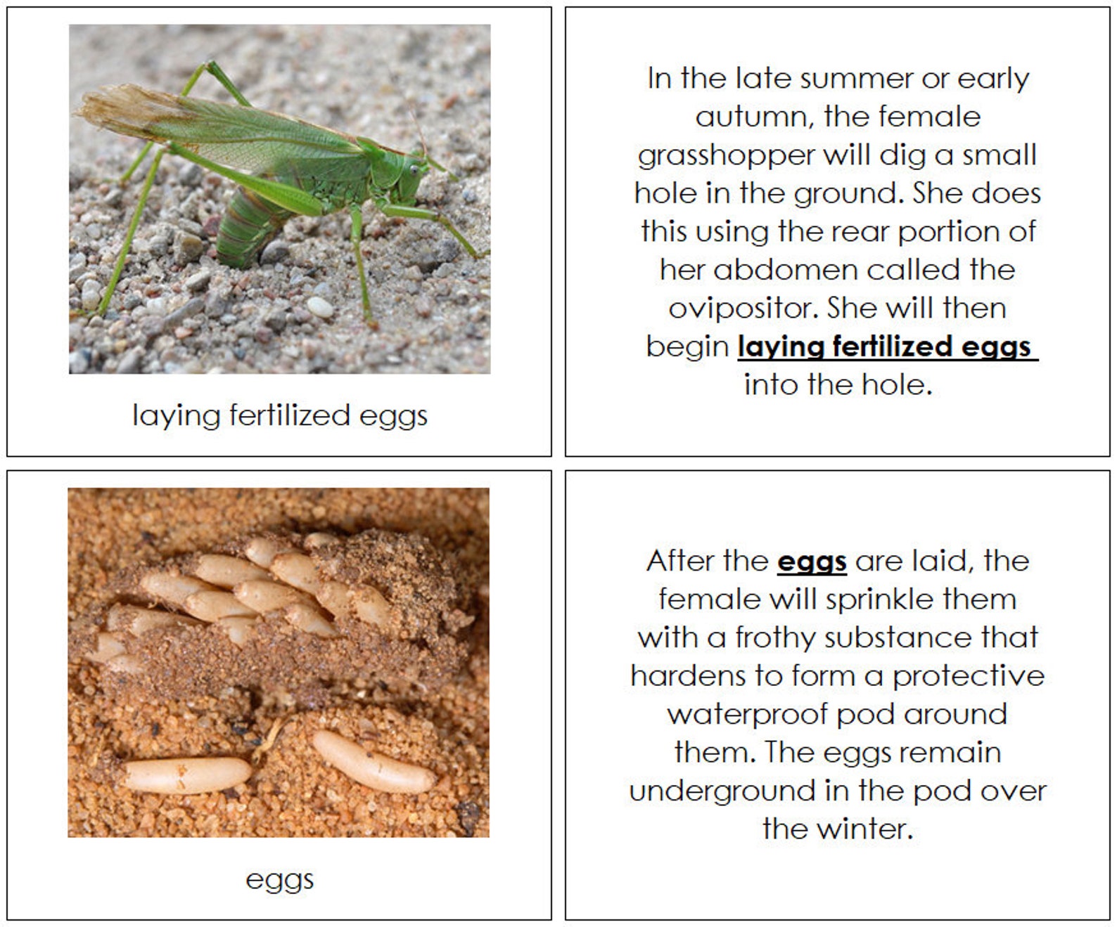 The Grasshopper Life Cycle Book Montessori Nomenclature | Etsy