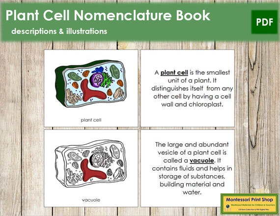 Parts of a Plant Cell Nomenclature Book Science Printable | Etsy Canada