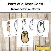 Seed & Plant Matching Cards - Etsy