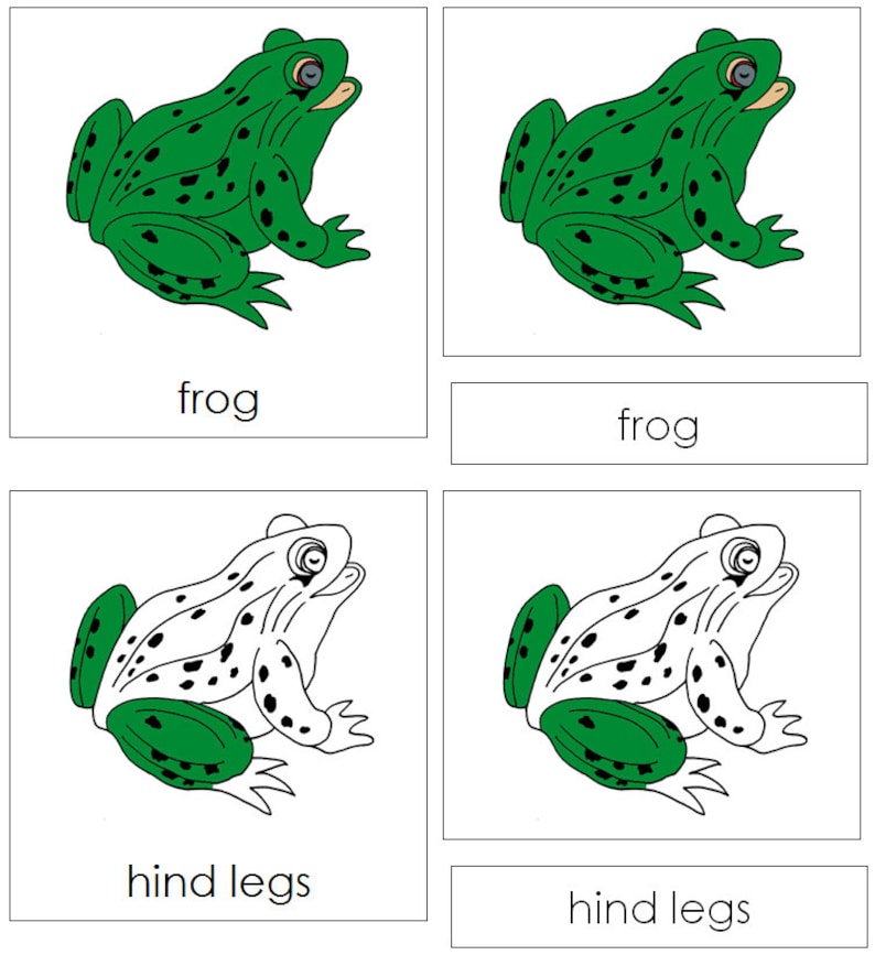 Parts of a Frog Nomenclature 3-part Cards Montessori Zoology - Etsy