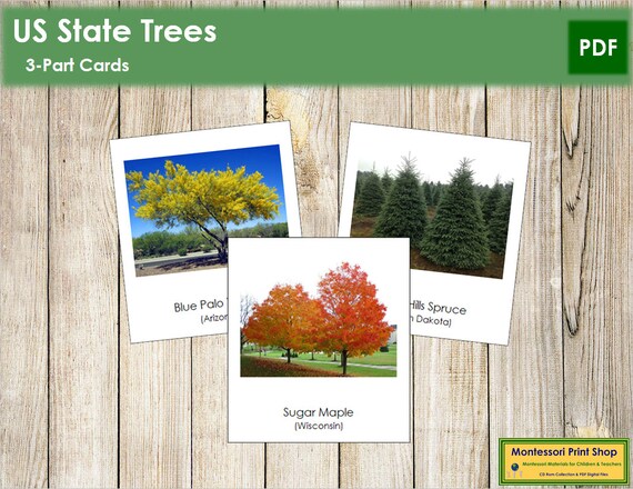 State Trees of the USA 3-part Cards color-coded Botany - Etsy
