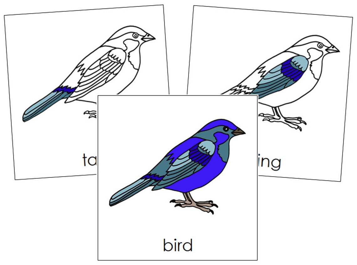 Parts of a Bird Nomenclature 3-part Cards Montessori Zoology - Etsy