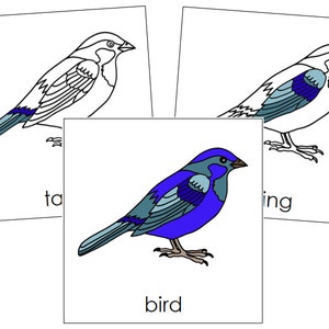Parts of a Bird Nomenclature 3-part Cards - Montessori Zoology ...