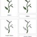 Parts of a Stem Nomenclature 3-part Cards & Blackline Master ...