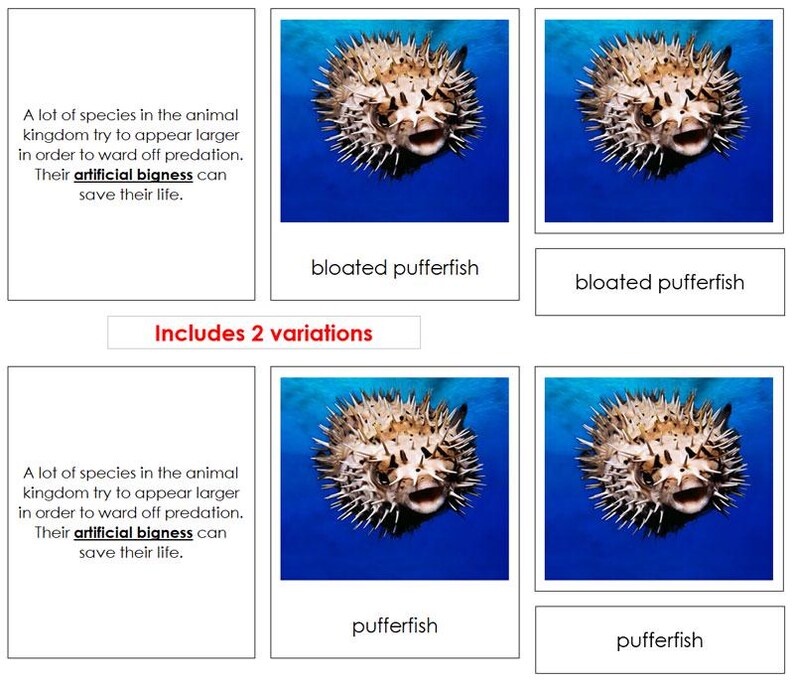 Animal Adaptations Sorting Cards & Control Chart - Montessori Zoology ...