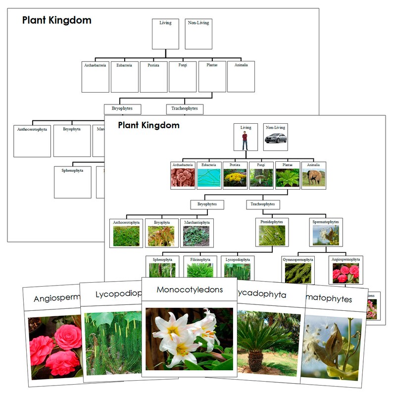 Plant Kingdom Charts & Cards Bundle - Montessori Botany Classification ...