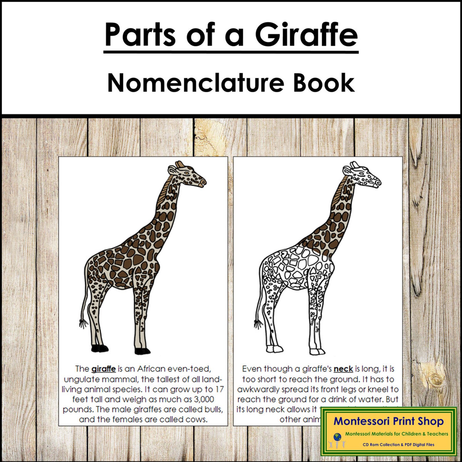 Parts of a Giraffe Nomenclature Book - Montessori Zoology (digital ...