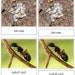 The Ant Life Cycle 3-part Cards, Charts & Blackline Masters ...