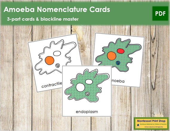 Parts of an Amoeba Nomenclature 3-part Cards Science | Etsy UK