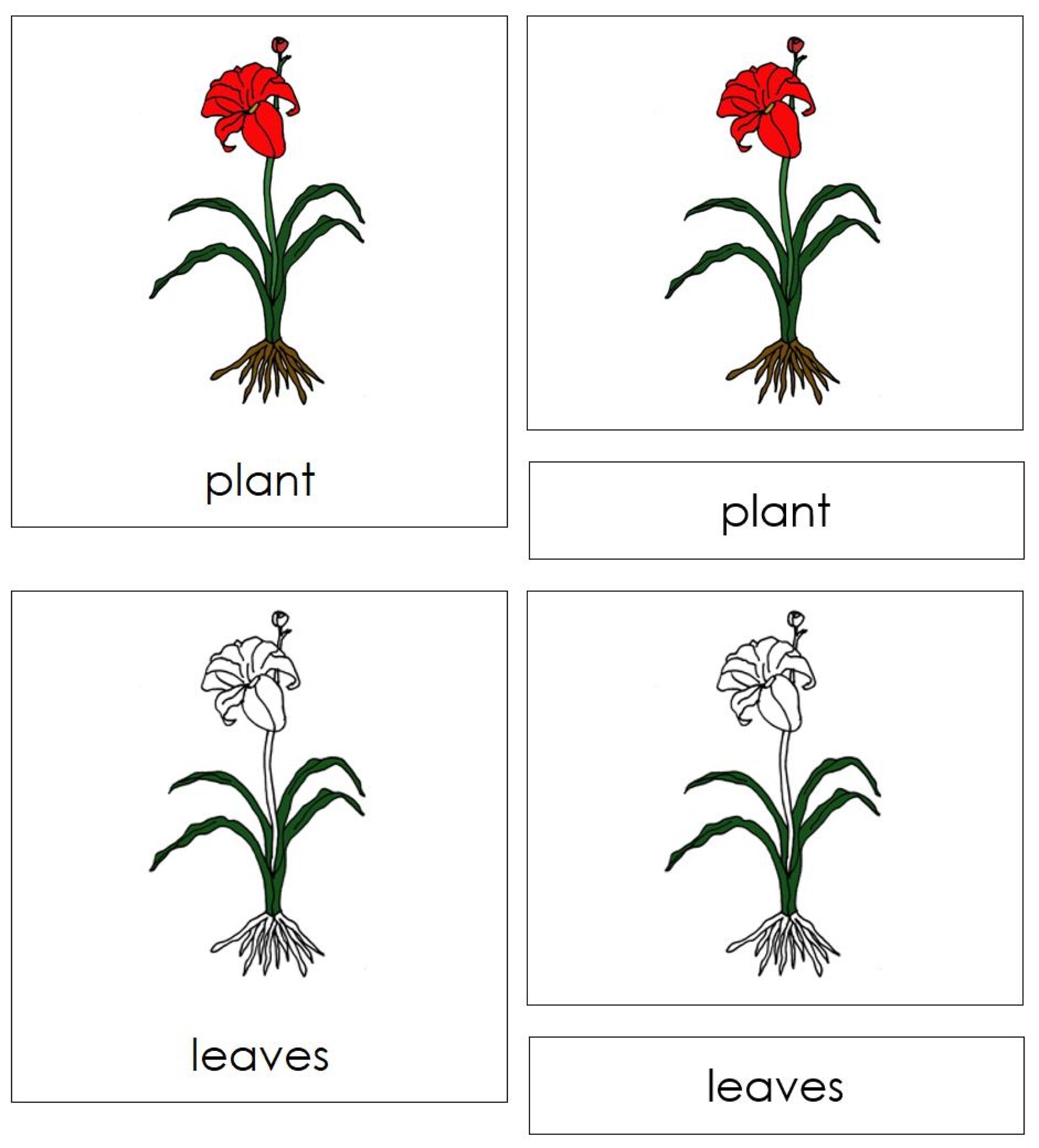 Parts of a Plant Nomenclature 3-part Cards & Blackline Master ...