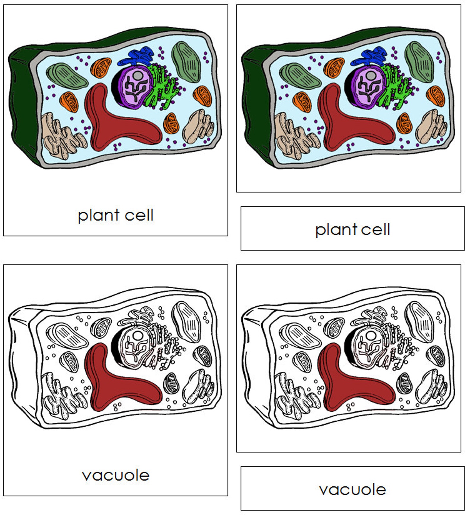 Parts of a Plant Cell Nomenclature 3-part Cards & Blackline Master ...