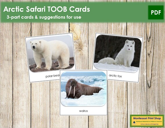 Arctic Safari TOOB Cards Printable Montessori Cards | Etsy