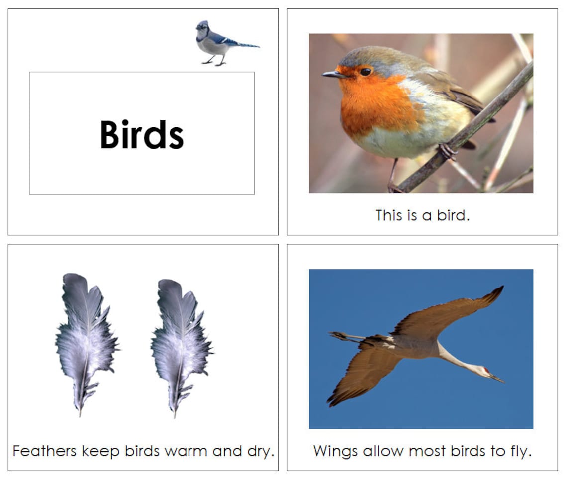 About Birds Book Printable Toddler Montessori Materials | Etsy Canada