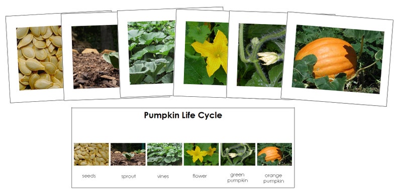 Pumpkin Life Cycle Sequence Cards - Montessori Nomenclature (digital ...