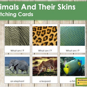 Animals and Their Skin Matching Cards Zoology Printable - Etsy