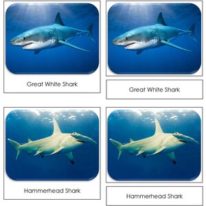 Sharks Safari TOOB Cards - Montessori 3-part Cards (digital Download ...