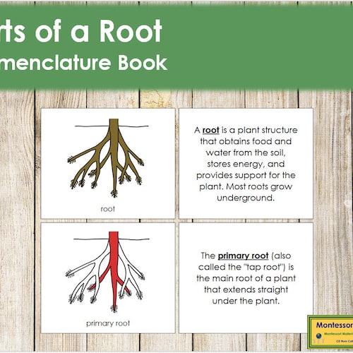 Parts of a Flower Nomenclature Book Montessori Botany - Etsy