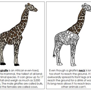 Parts of a Giraffe Nomenclature Book - Montessori Zoology (digital ...