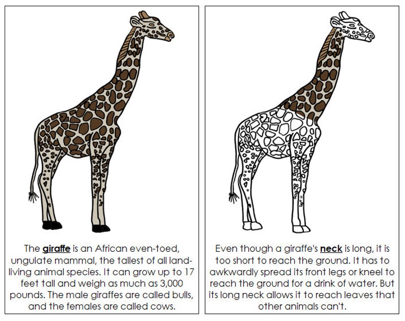 Parts of a Giraffe Nomenclature Book Montessori Zoology - Etsy