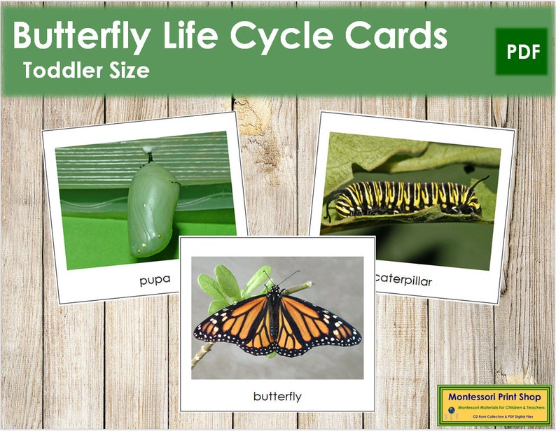 Butterfly Life Cycle Cards Printable Toddler Montessori - Etsy