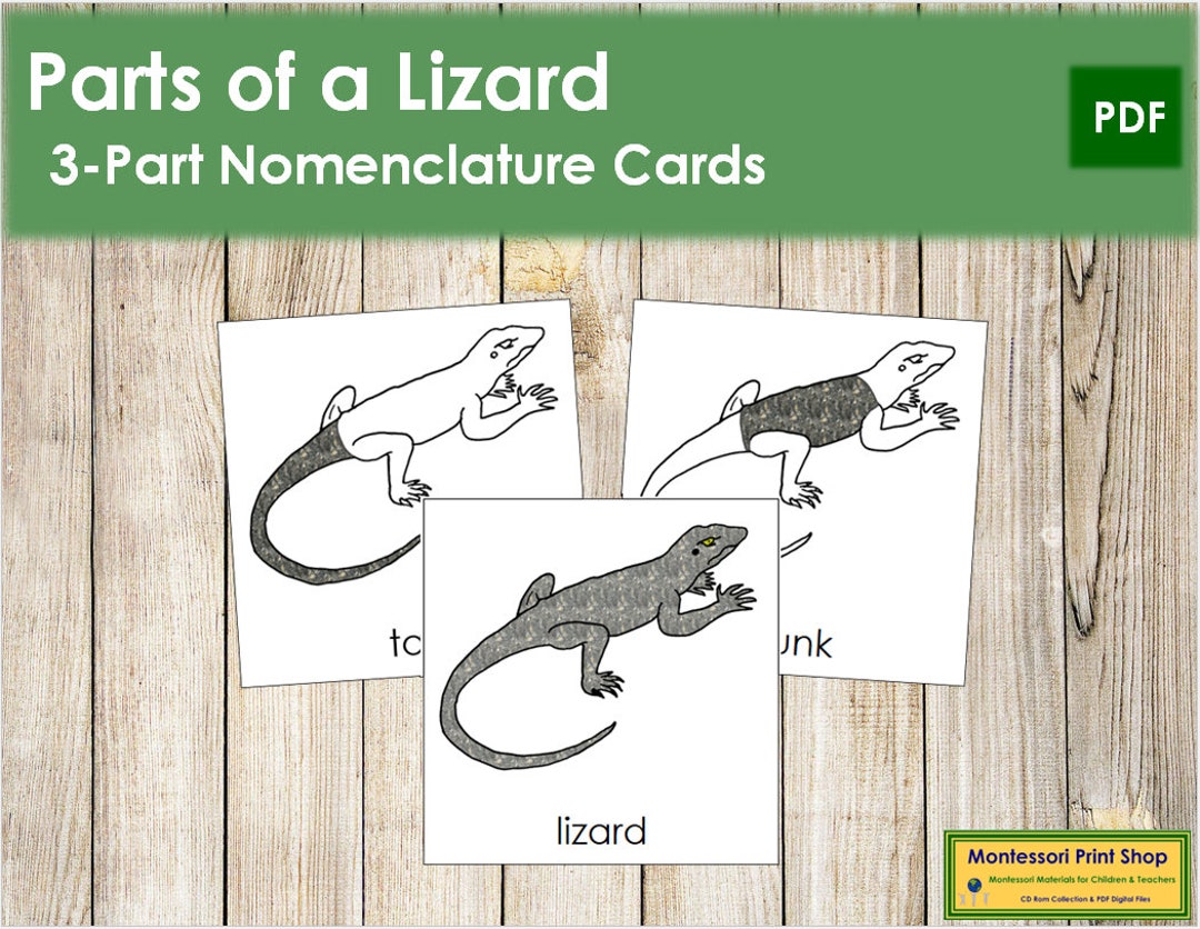 Parts of A Lizard Nomenclature 3-part Cards Montessori - Etsy