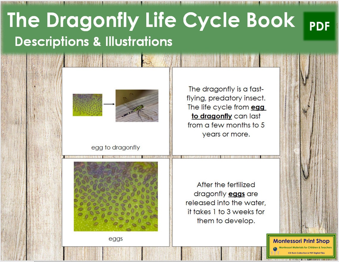 The Dragonfly Life Cycle Book Montessori Nomenclature - Etsy