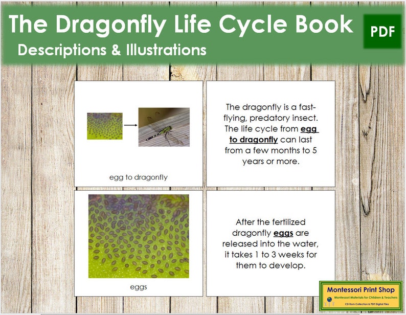 The Dragonfly Life Cycle Book Montessori Nomenclature - Etsy