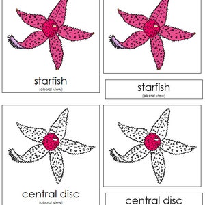 Parts of a Starfish Nomenclature 3-part Cards Zoology - Etsy Canada