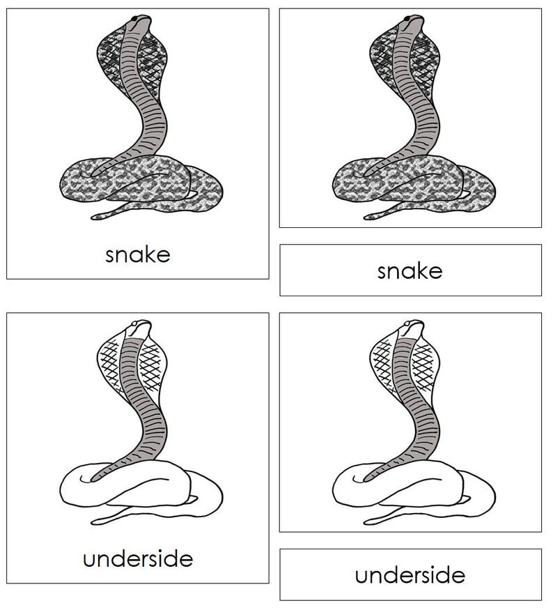 Parts of a Snake Nomenclature 3-part Cards & Blackline Master ...