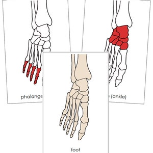 Bones of a Human Foot Nomenclature 3-part Cards (red) - Printable ...