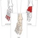 Bones of a Human Foot Nomenclature 3-part Cards (red) - Printable ...