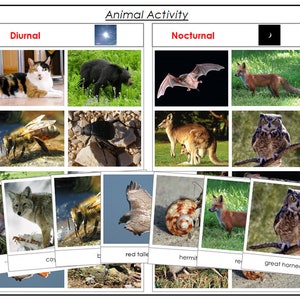 Animal Activity Sorting (nocturnal and Diurnal) Sorting Cards & Control ...