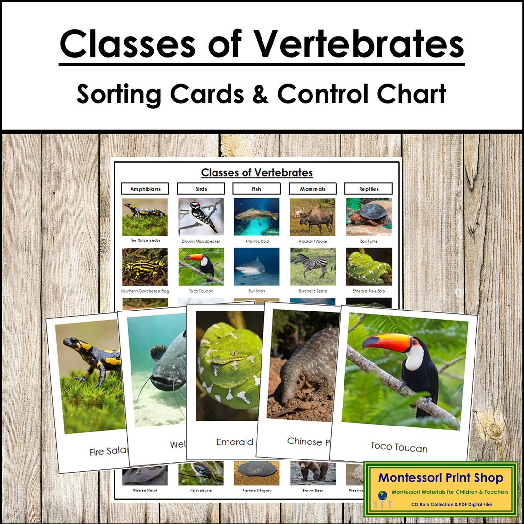 Classes of Vertebrates Sorting Cards & Control Chart - Montessori ...