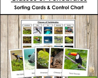 Classes of Vertebrates Sorting Cards and Control Chart, Zoology ...