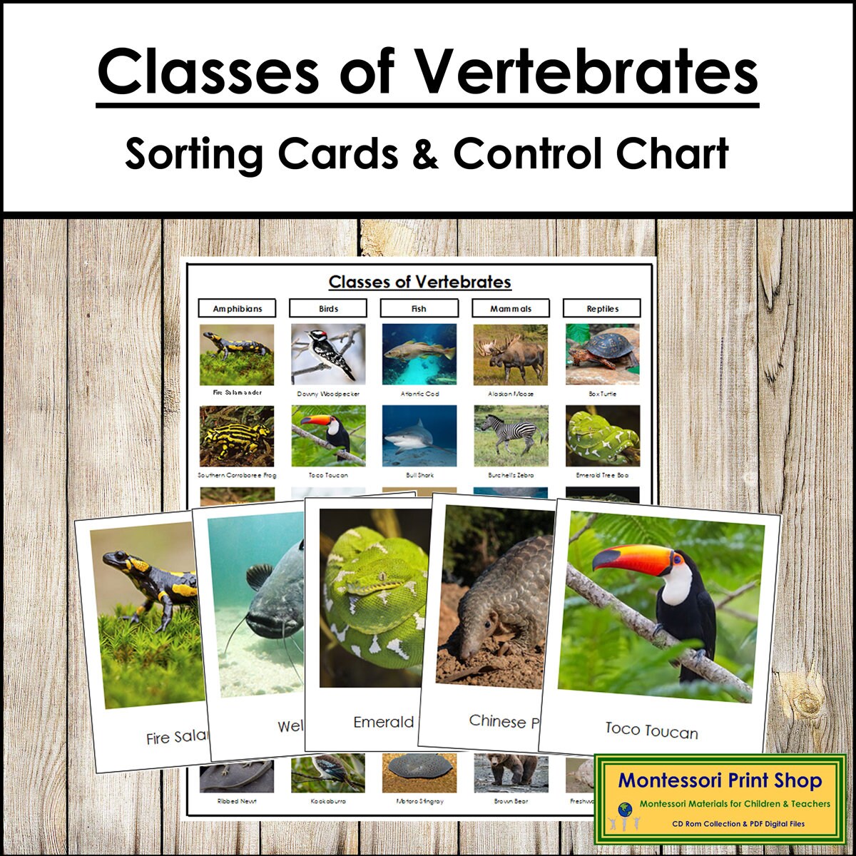 Classes of Vertebrates Sorting Cards & Control Chart - Montessori ...