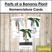 Parts of a Banana Nomenclature Book Montessori Botany Printable ...