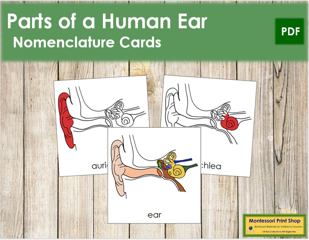 Parts of an Ear Nomenclature 3-part Cards red Science - Etsy