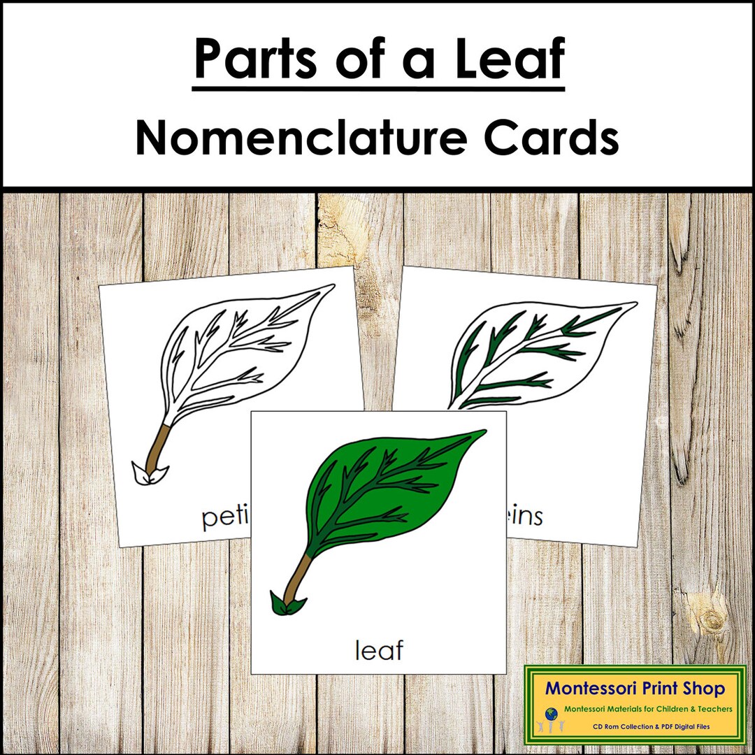 Parts of a Leaf Nomenclature 3-part Cards & Blackline Master ...