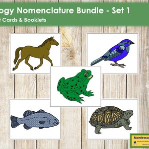 Zoology Nomenclature 3-part Cards & Books Nomenclature Bundle | Etsy