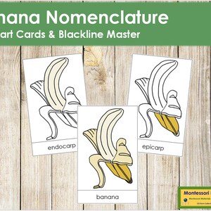 Parts of a Banana Nomenclature 3-part Cards Montessori - Etsy