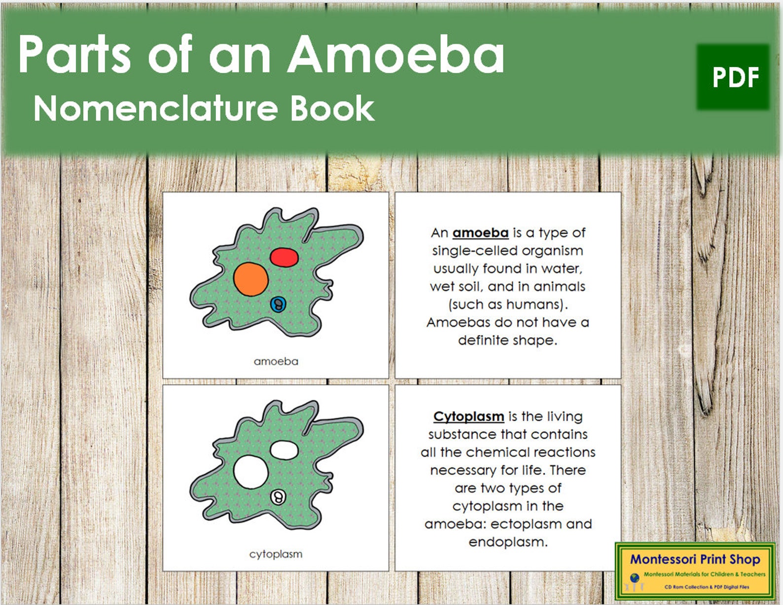 Parts of an Amoeba Nomenclature Book Science Printable - Etsy