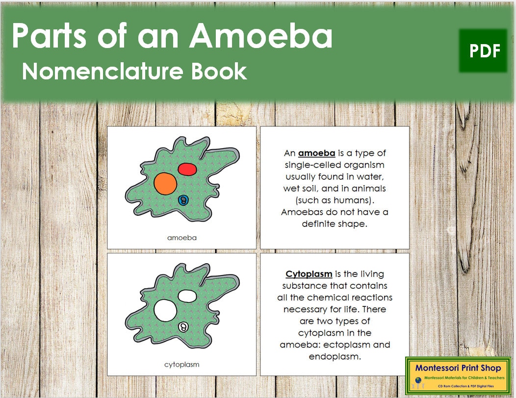 Parts of an Amoeba Nomenclature Book Science Printable - Etsy Canada