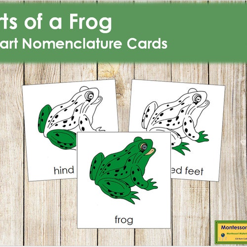 Parts of a Frog Nomenclature 3-part Cards Montessori Zoology - Etsy Canada