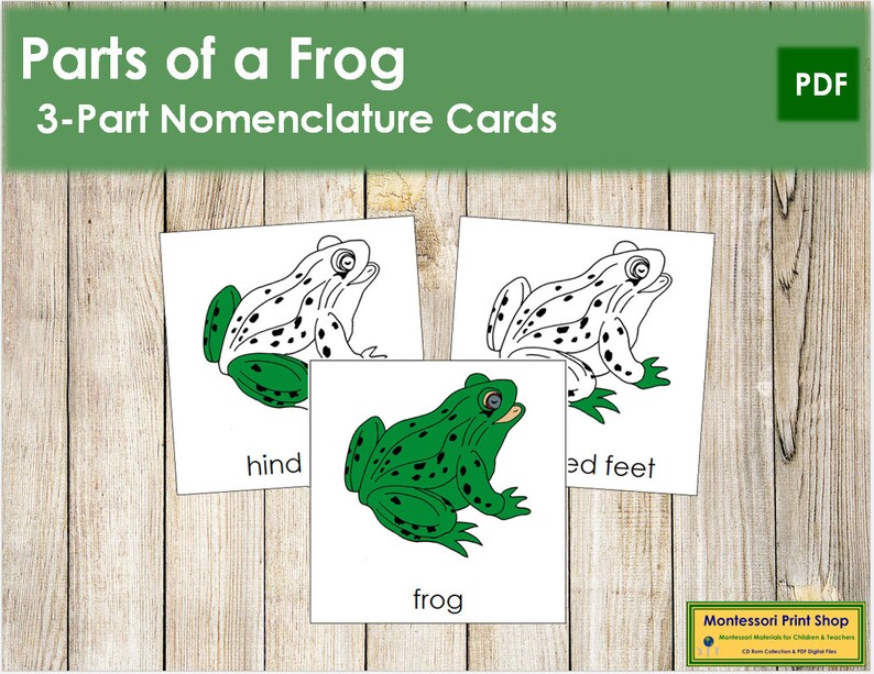 Parts of a Frog Nomenclature 3-part Cards Montessori Zoology - Etsy Canada