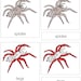 Parts of a Spider Nomenclature 3-part Cards & Blackline Master (RED ...