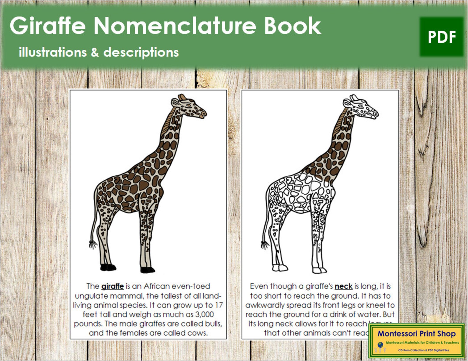 Parts of a Giraffe Nomenclature Book Montessori Zoology | Etsy
