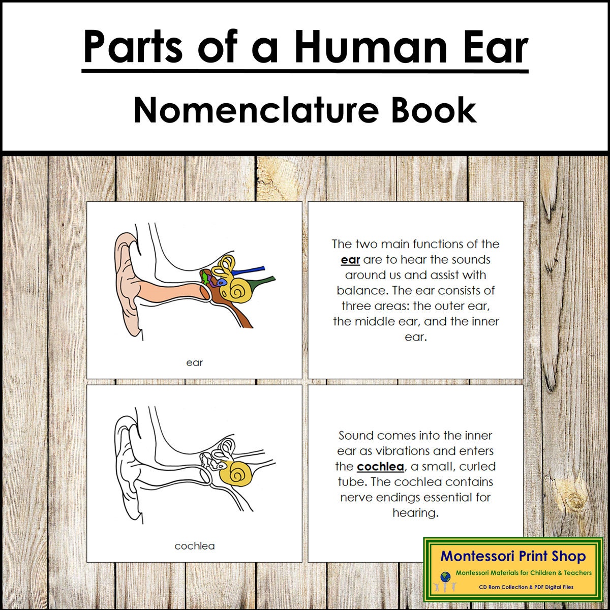 Parts of an Ear Nomenclature Book Science Printable Montessori ...