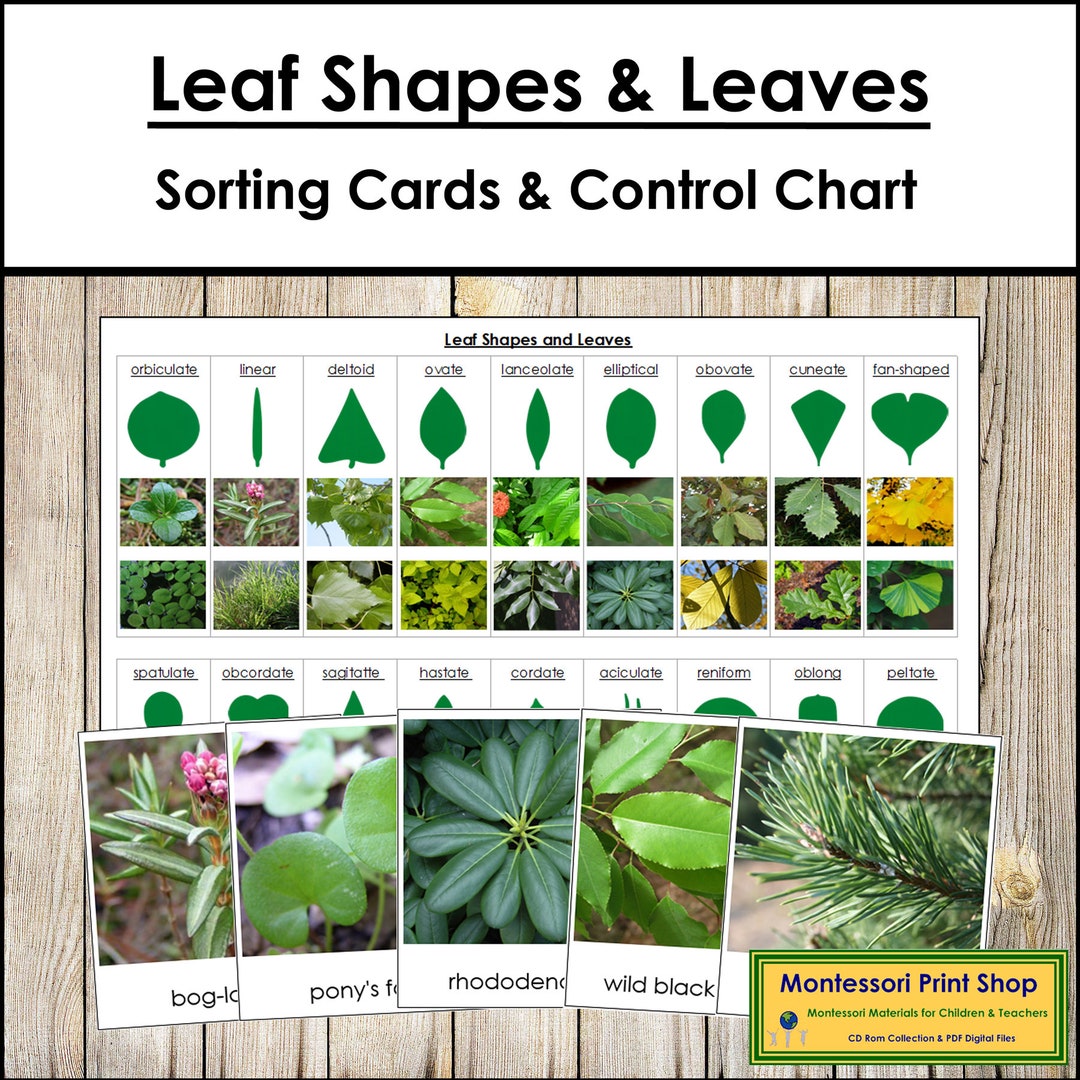 Leaf Shapes and Leaves Sorting Cards & Control Chart - Montessori ...