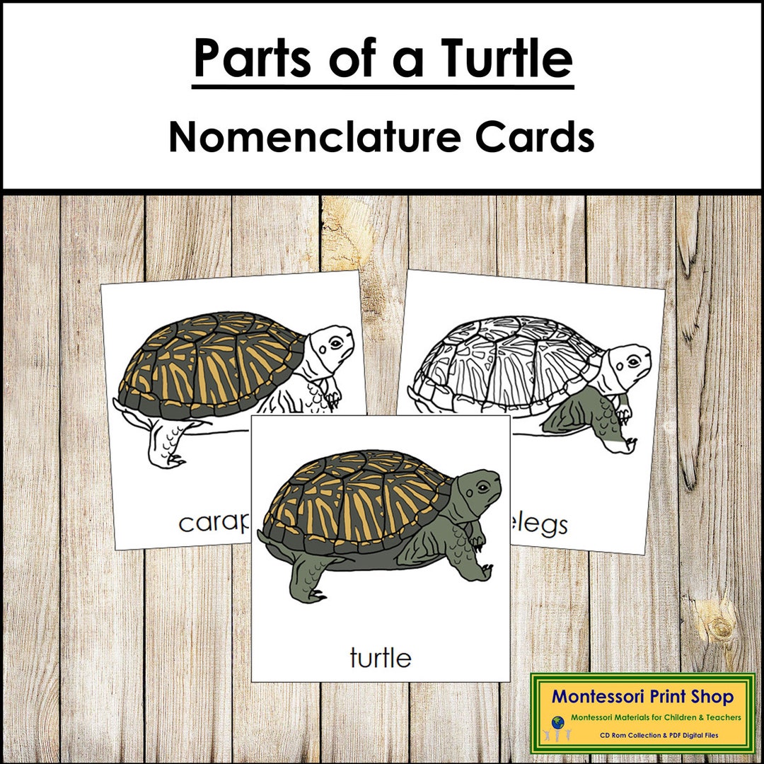 Parts of a Turtle Nomenclature 3-part Cards & Blackline Master ...