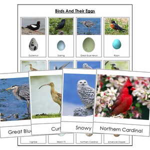 Birds and Their Eggs Sorting Cards & Control Chart - Zoology ...